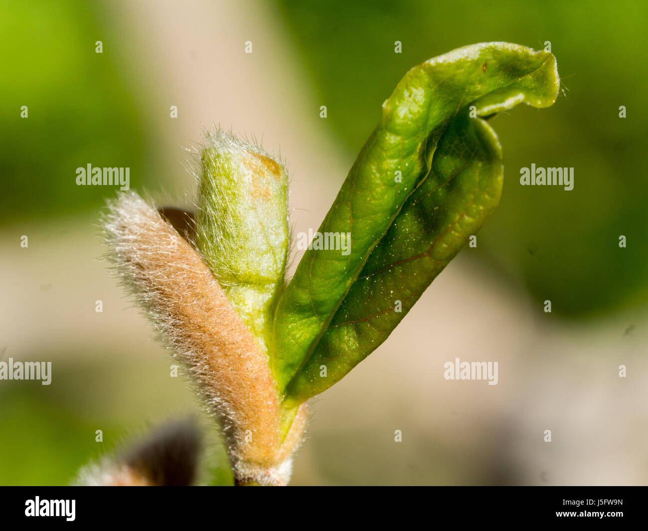 Leaf photosynthesis hi-res stock photography and images - Alamy