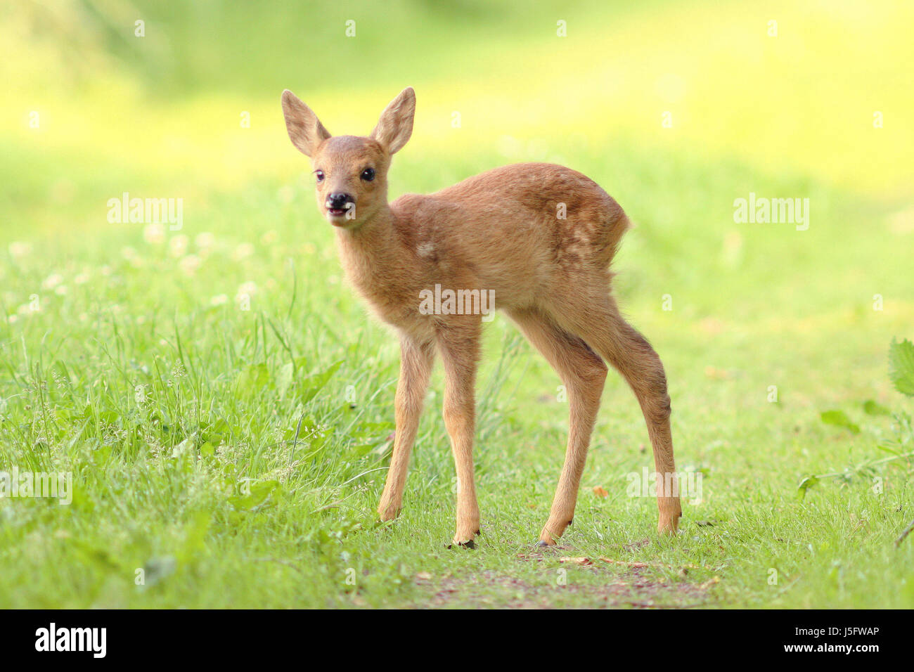 listen animal mammal animals field portrait watchful animal portrait ...