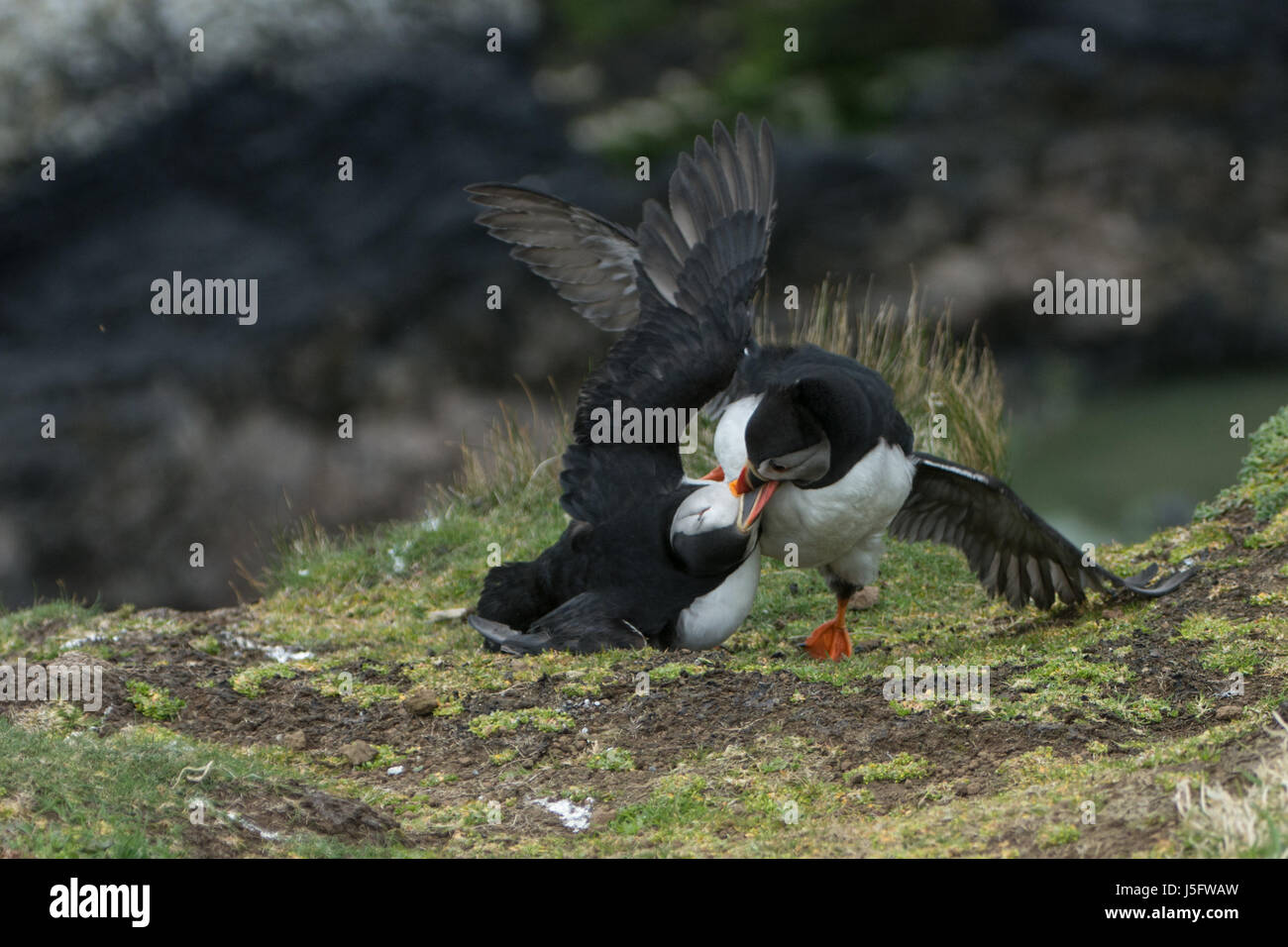 Two puffins fighting one another on the Scottish island of Lunga, April ...