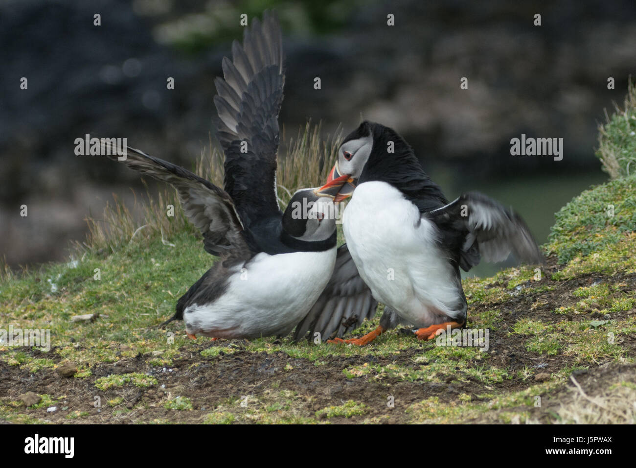 Two puffins fighting one another on the Scottish island of Lunga, April ...