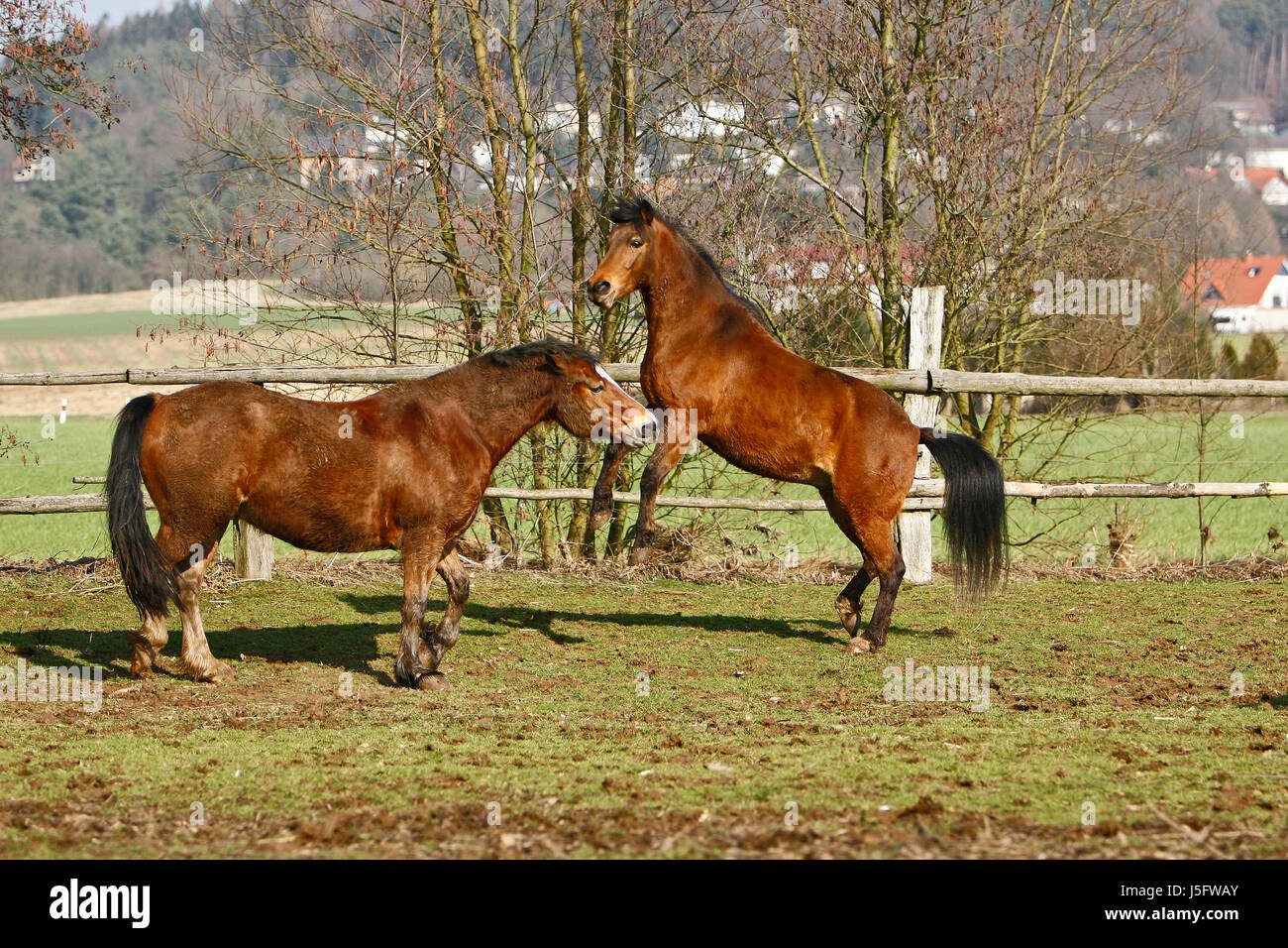 horse teeth horses gallop spring bouncing bounces hop skipping frisks ...