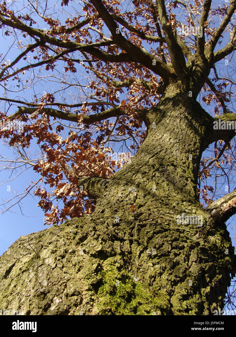 oak tree in winter Stock Photo - Alamy