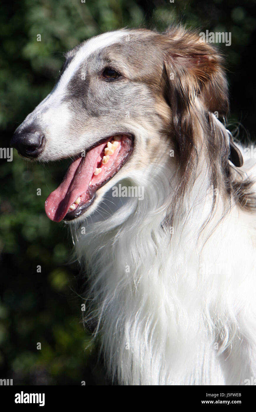 mammal elegance skin gallop dog dogs mammals long greyhound russian wm ...