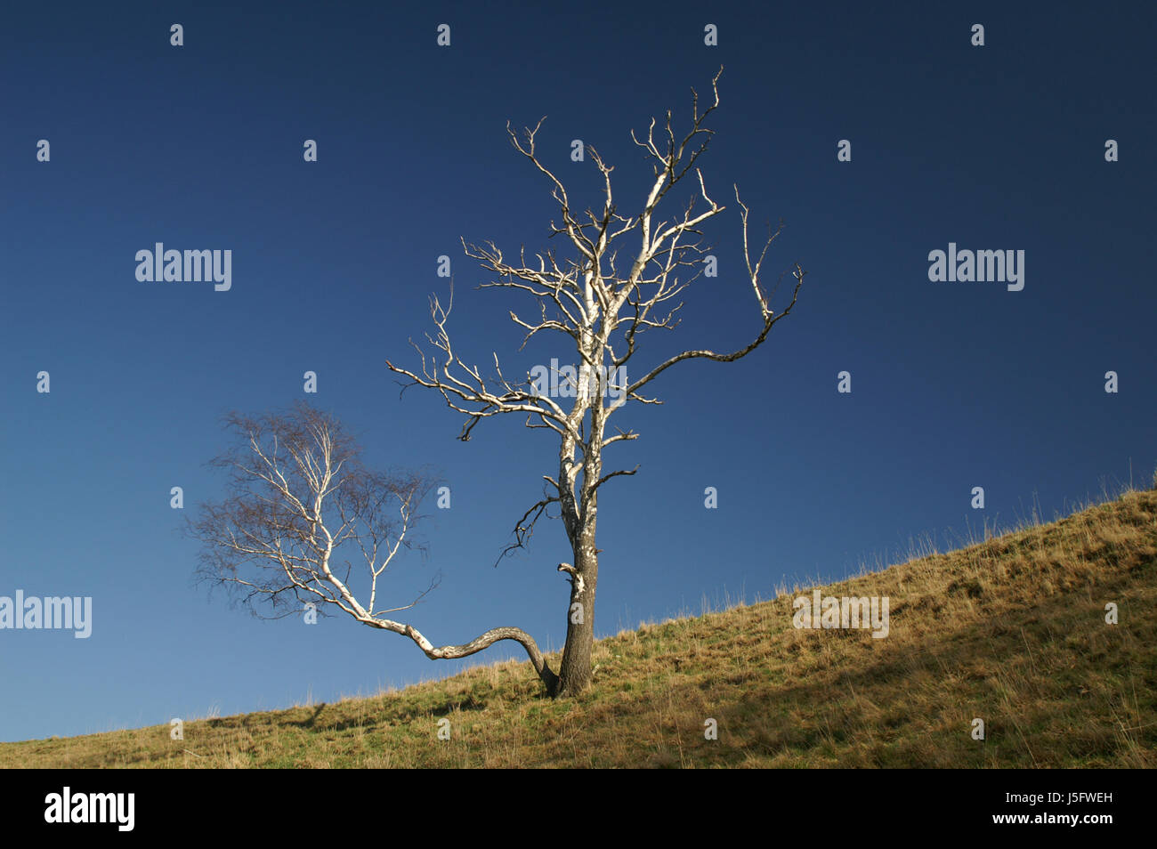 blue environment enviroment die tree environmental pollution birch ...