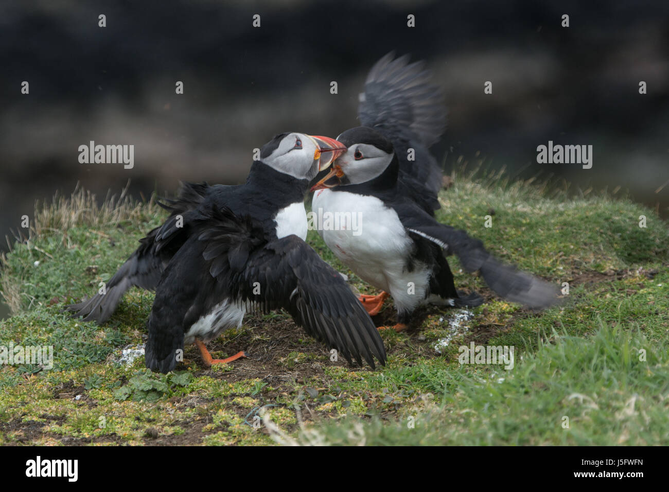 Two puffins fighting one another on the Scottish island of Lunga, April ...