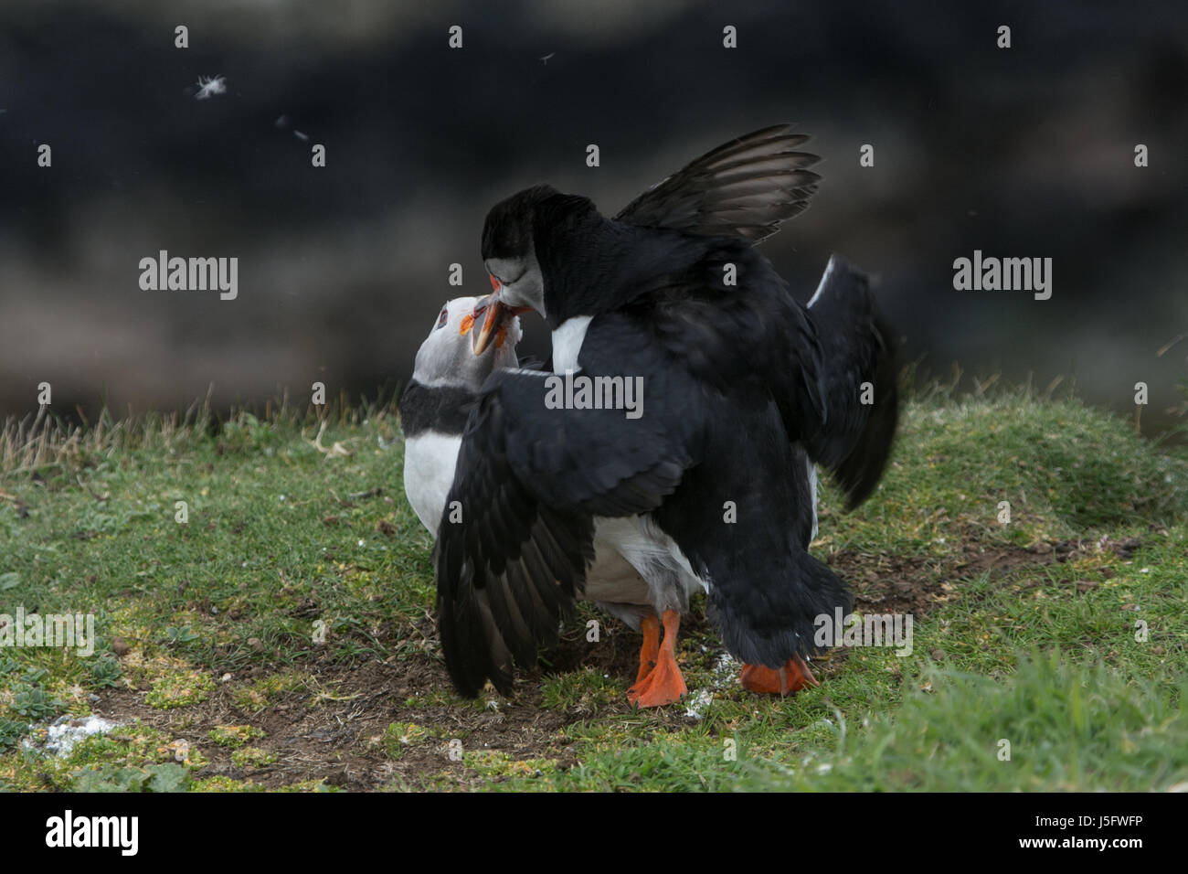 Two puffins fighting one another on the Scottish island of Lunga, April ...