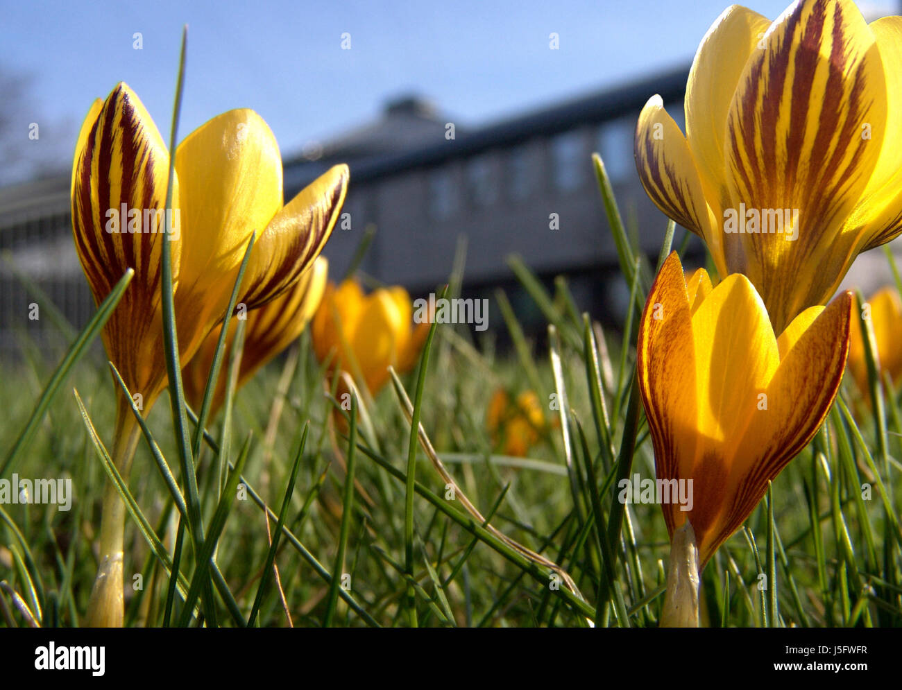 in strips spring sun Stock Photo - Alamy