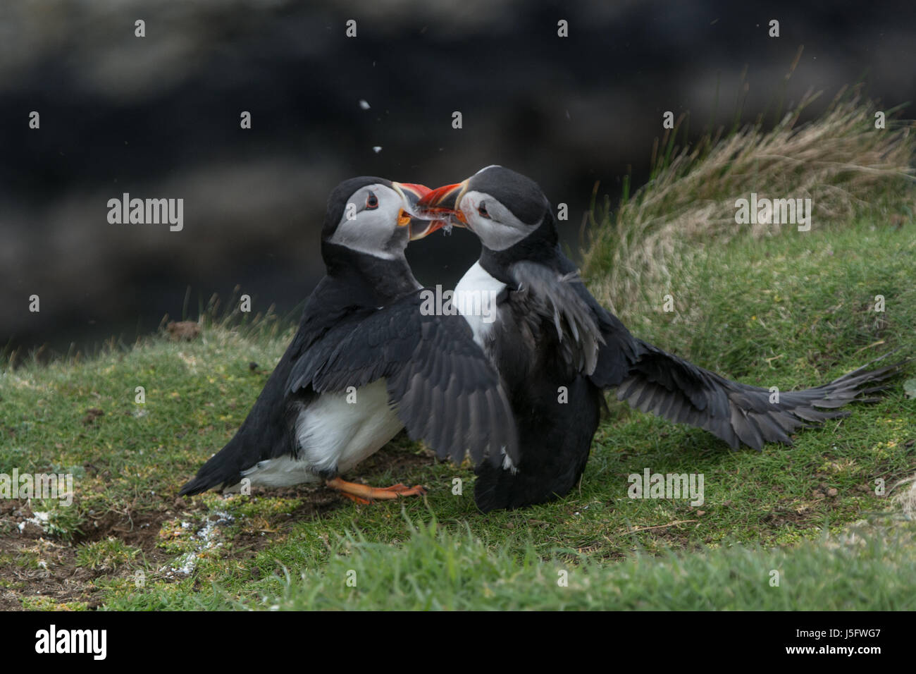 Two puffins fighting one another on the Scottish island of Lunga, April ...