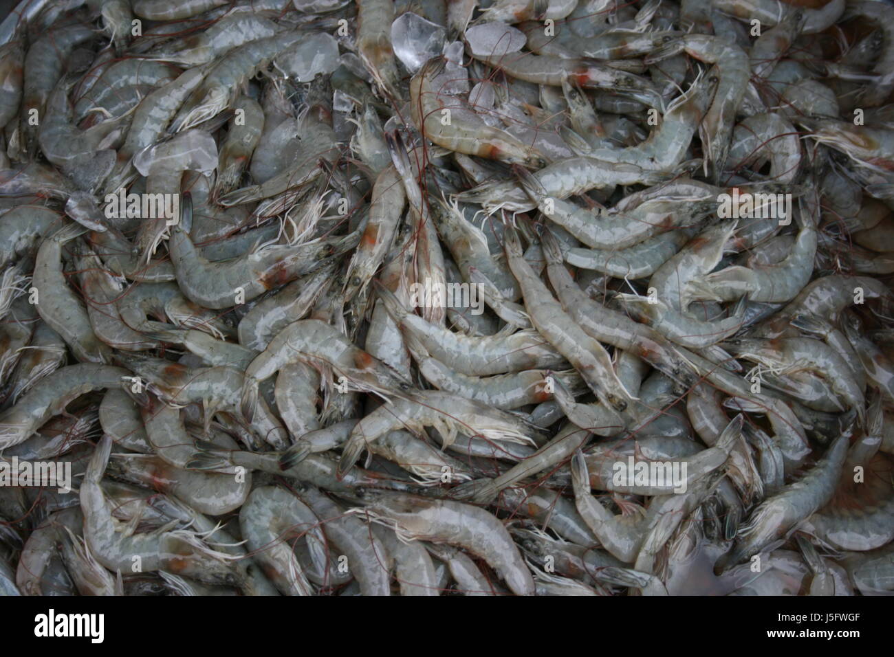 asia shrimps weekly market marketplace flea market heap pile many asia ...