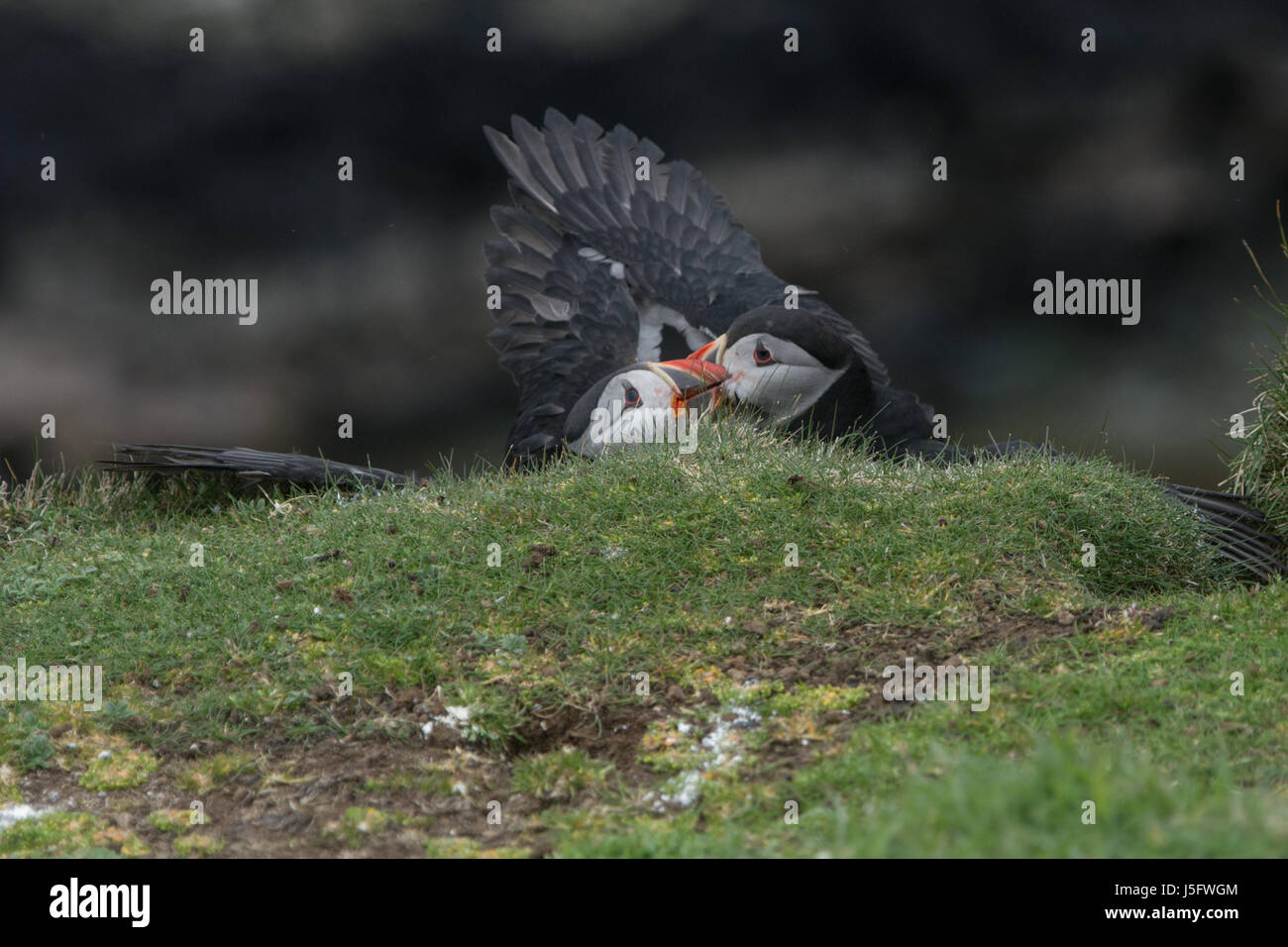 Two puffins fighting one another on the Scottish island of Lunga, April ...