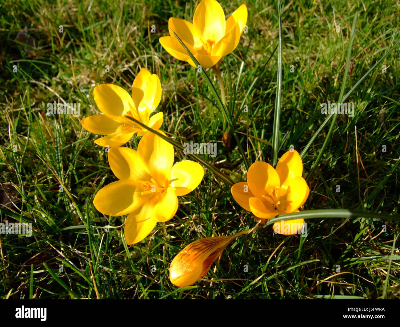 yearning for spring Stock Photo - Alamy