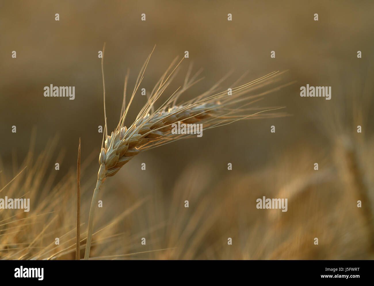 Halm hi-res stock photography and images - Alamy
