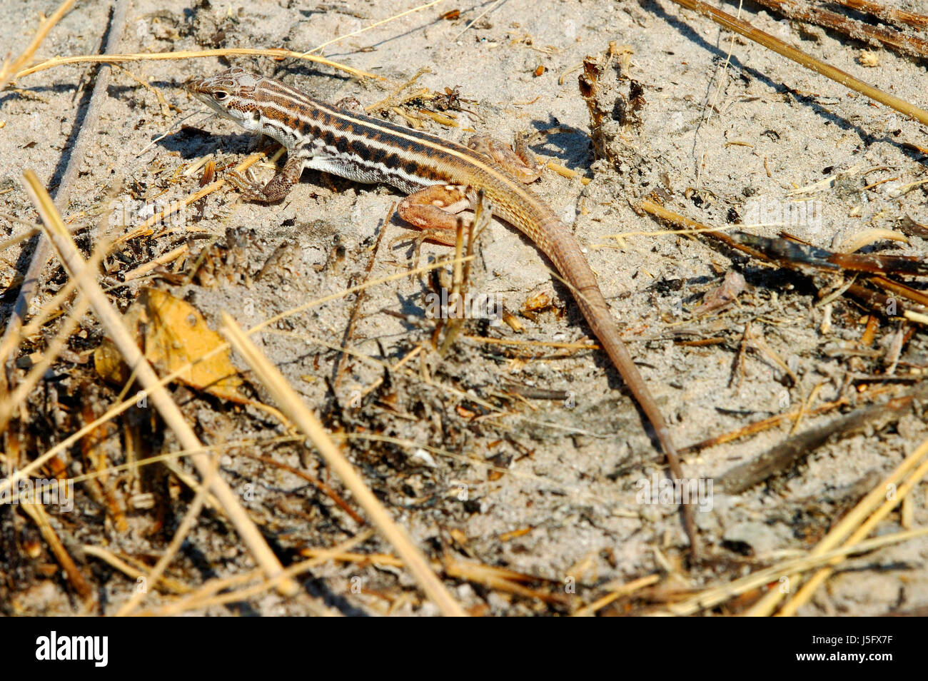 Earth and animals design hi-res stock photography and images - Alamy