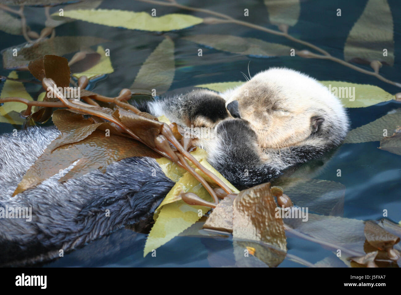 eyes relaxed skin algae sleep sleeping predator kelp otter aquatic ...