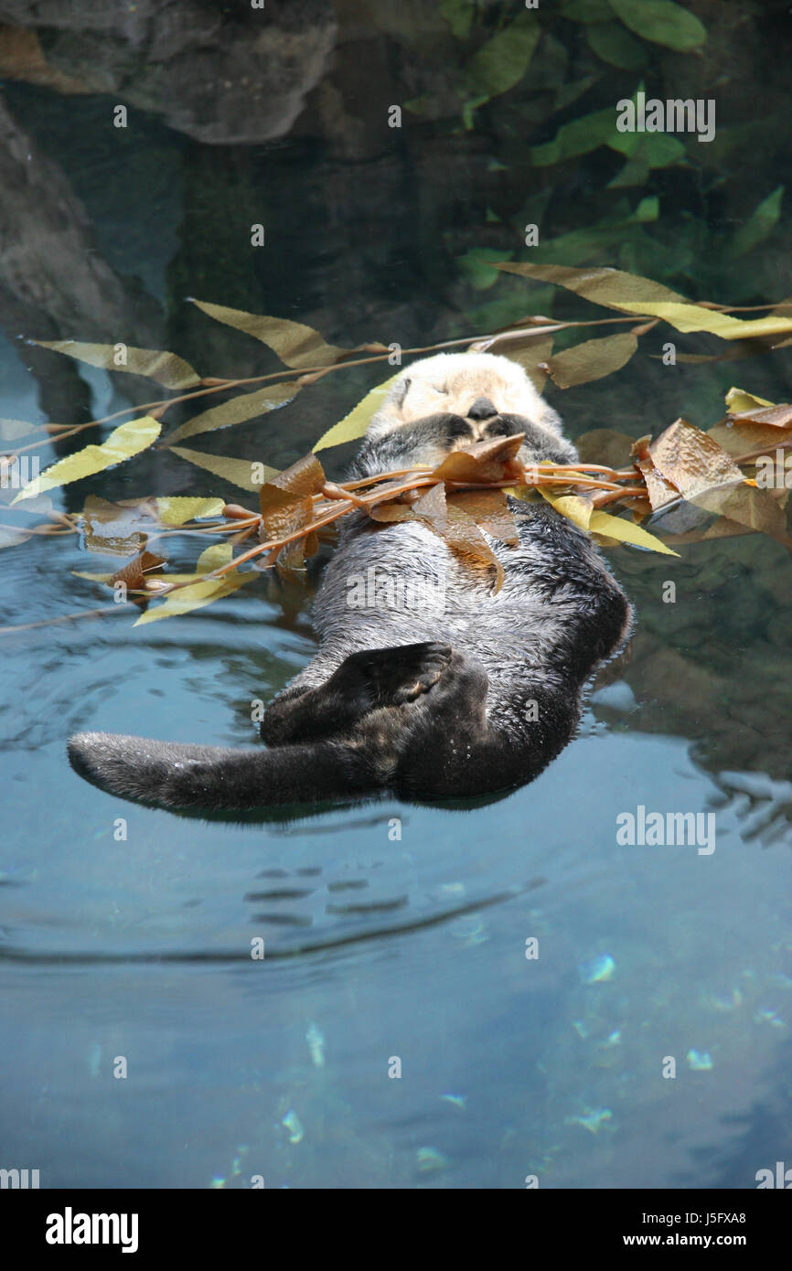 eyes relaxed skin algae sleep sleeping predator kelp otter aquatic ...