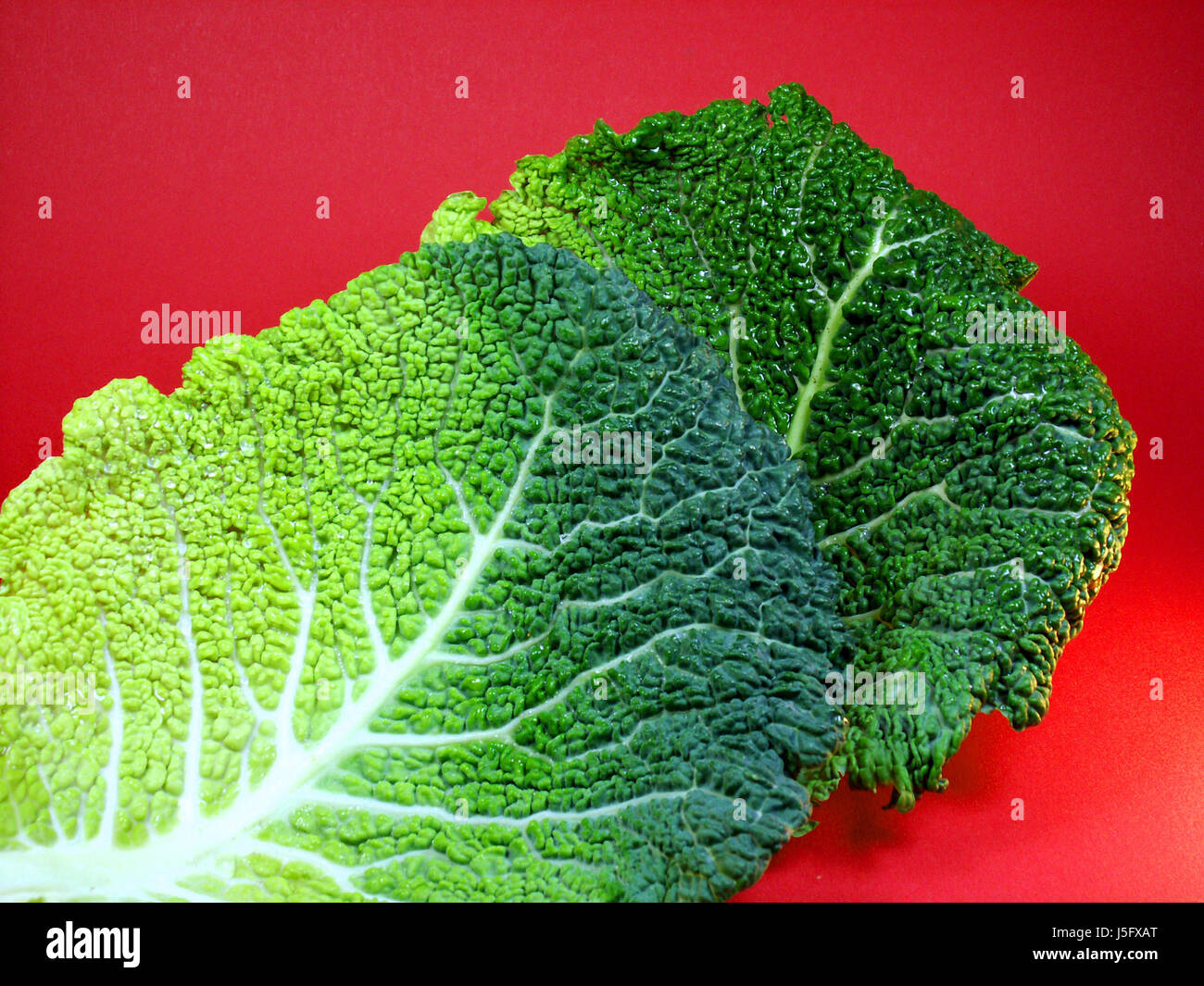 only cabbage leaves Stock Photo - Alamy