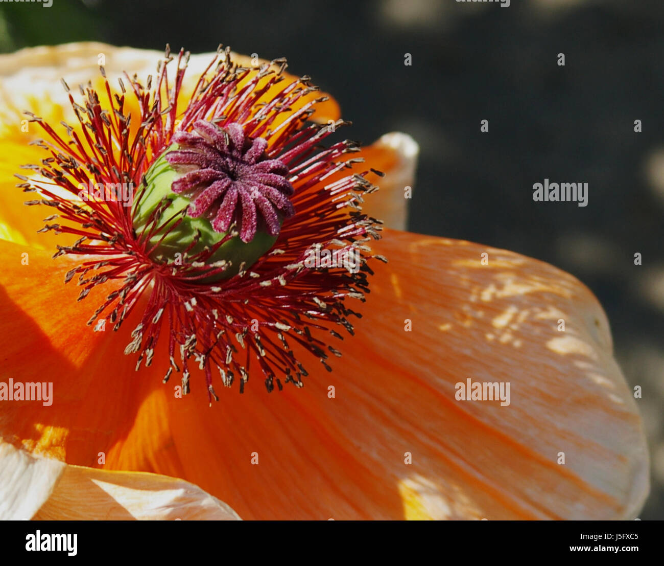Give away stamp hi-res stock photography and images - Alamy