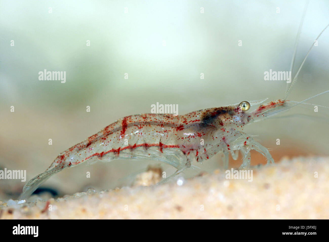 legs animal mollusc aquarium eye organ soft gravel underwater shrimp ...