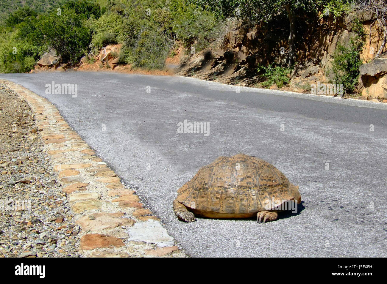 Dark brown tortoise shell hi-res stock photography and images - Alamy