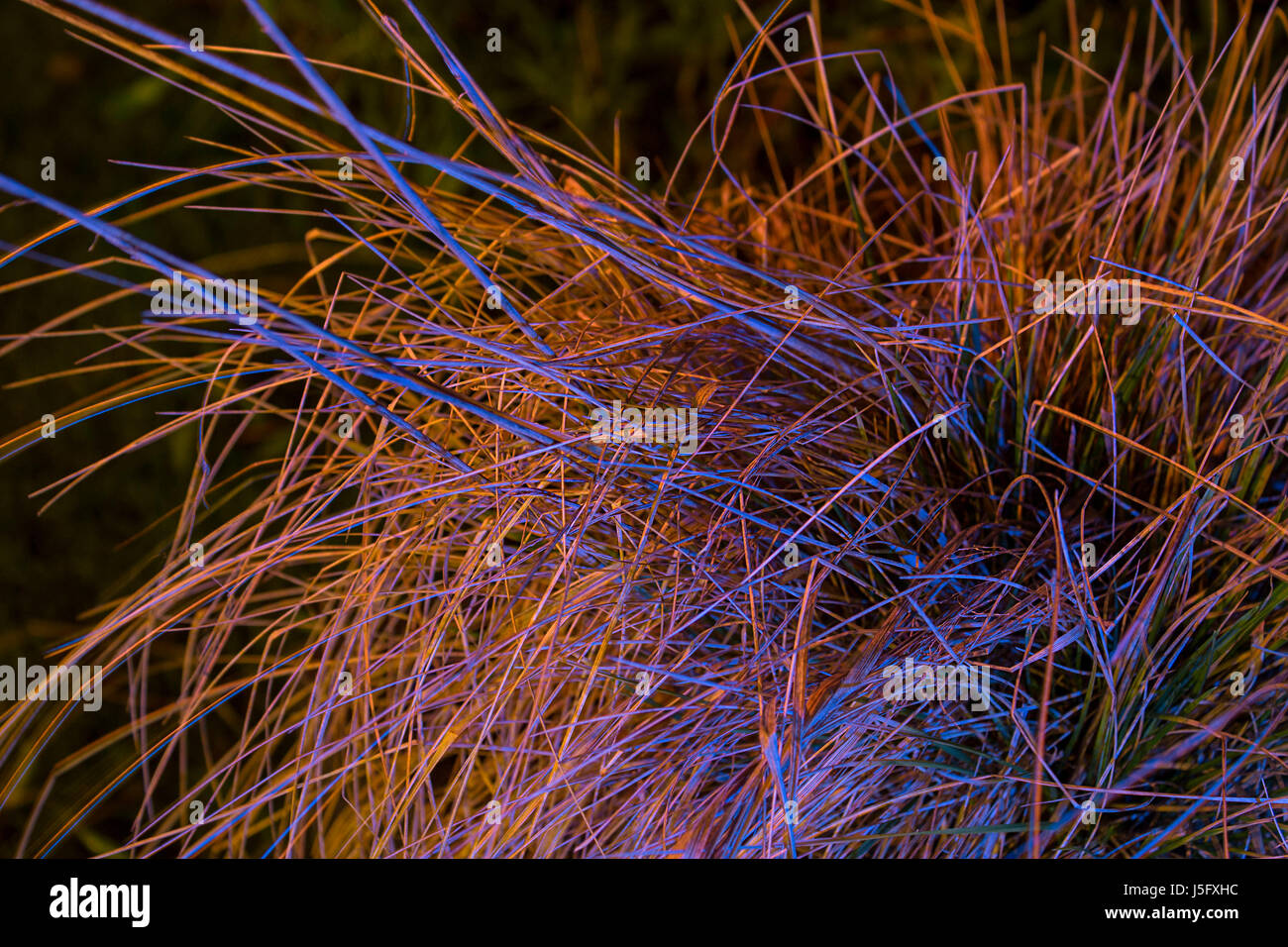 Purple stemmed plants hi-res stock photography and images - Alamy