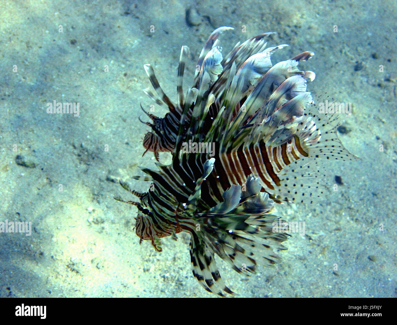 Feuerfische hi-res stock photography and images - Alamy