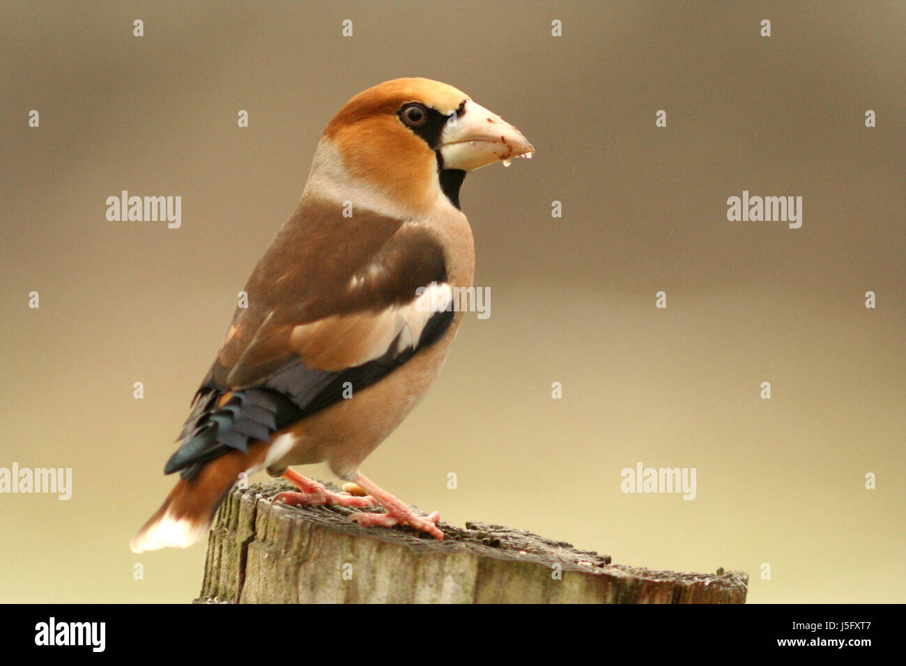 bird portrait birds animal portrait look glancing see view looking ...