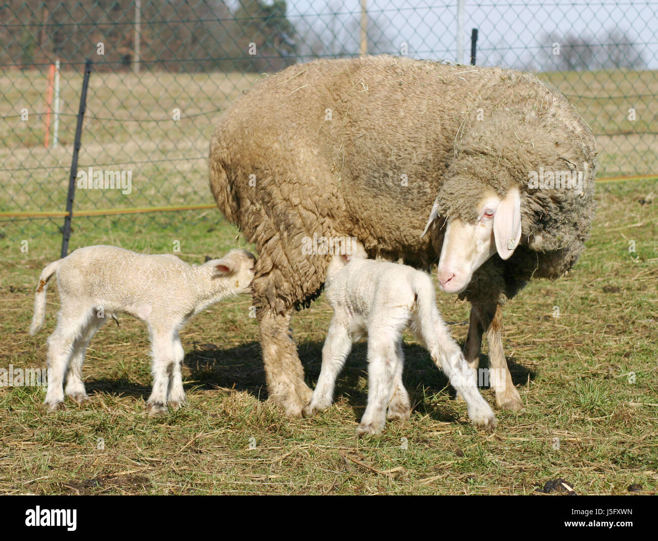 animals agriculture farming sheep easter spring farm animal lambs ewe ...