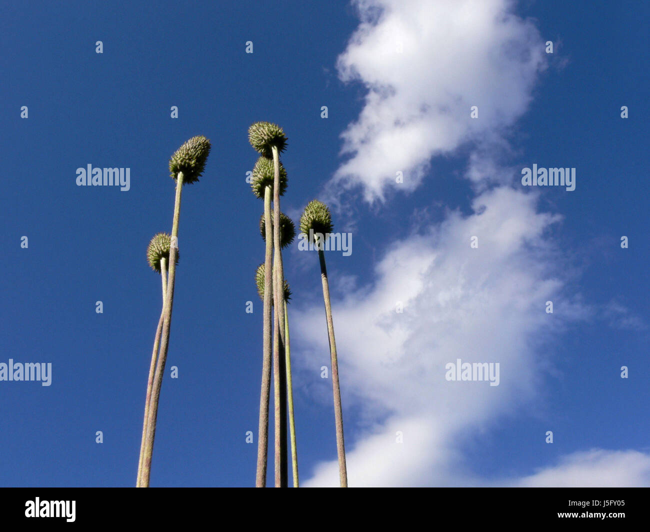 cloud aspire vertical frowningly menacing shape clouds blue shine ...