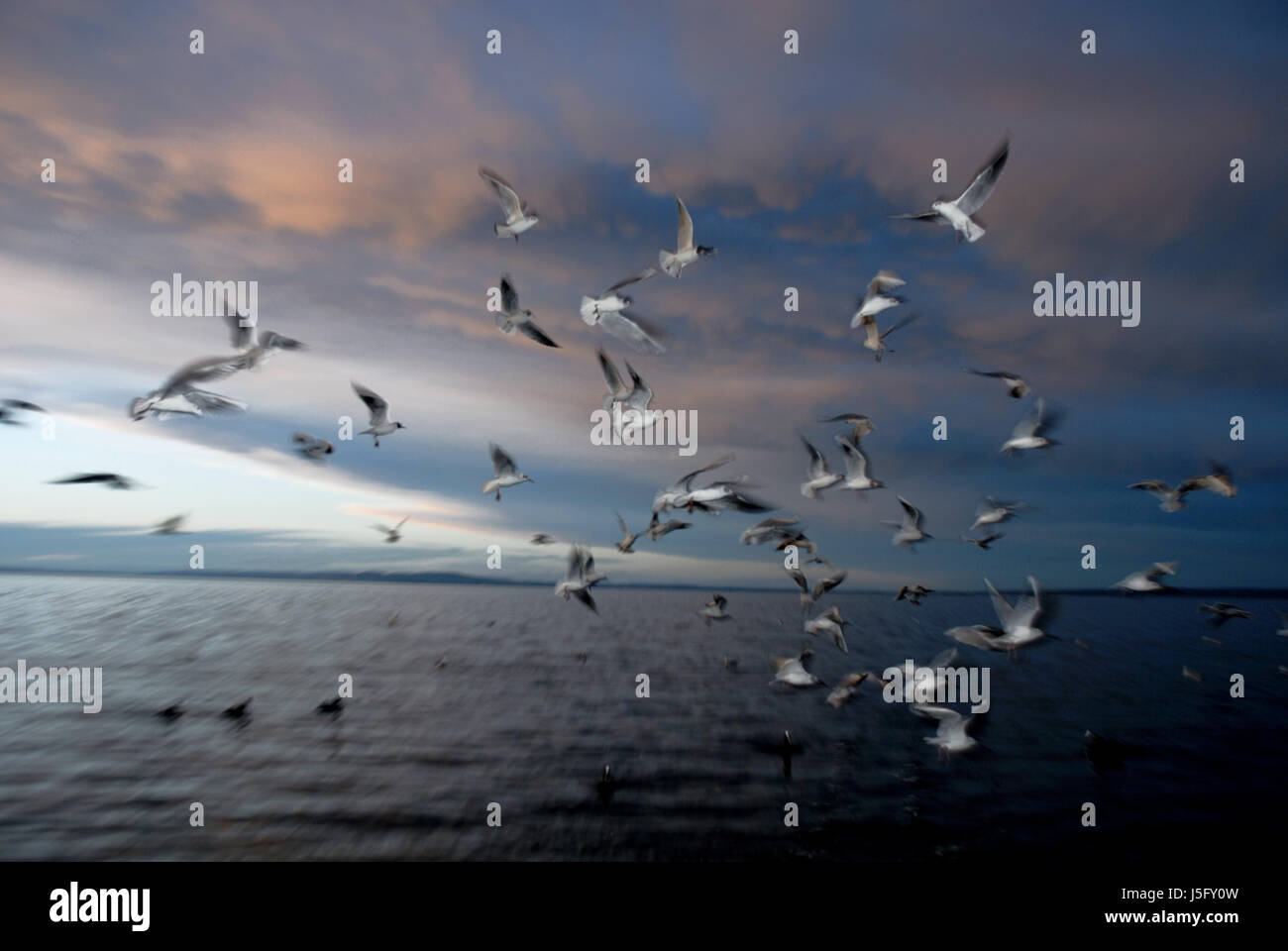 bird birds evening lake constance twilight prey booty to gorge engulf ...