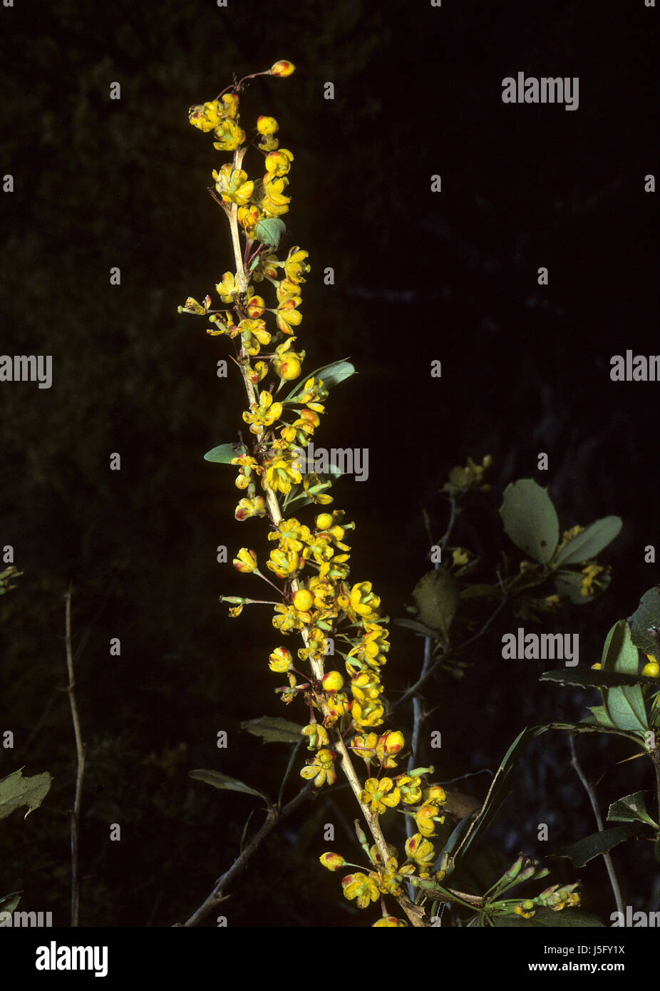 Berberis asiatica hi-res stock photography and images - Alamy
