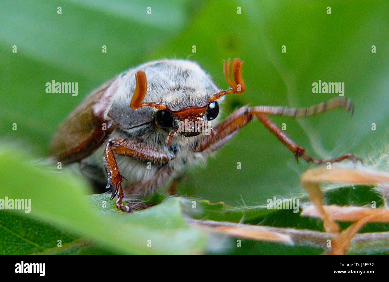 Pump the wing hi-res stock photography and images - Alamy