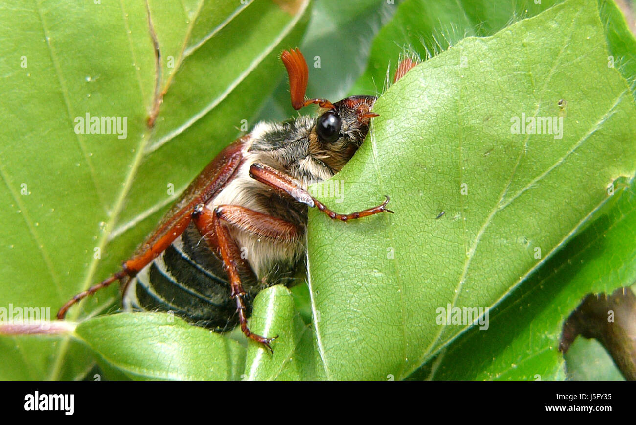 Pump the wing hi-res stock photography and images - Alamy
