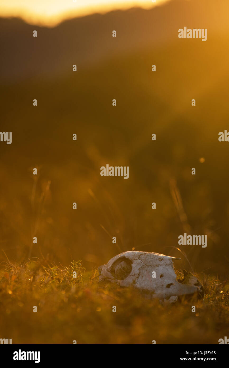 Animal skull in a atumn grass, sunrise morning Stock Photo - Alamy