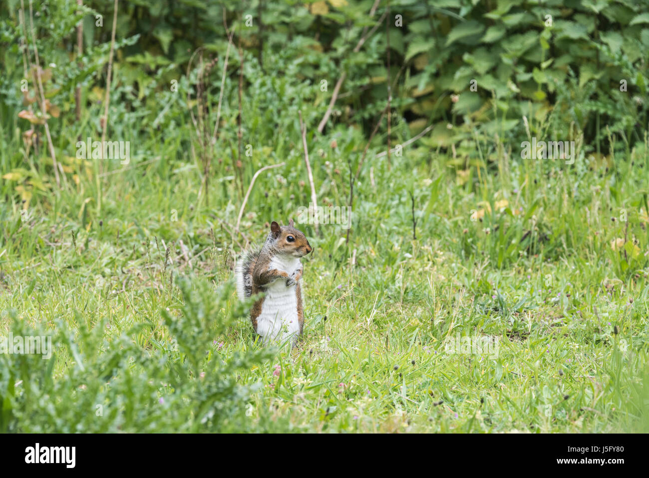 A ground foraging Grey Squirrel (Sciurus carolinensis Stock Photo - Alamy