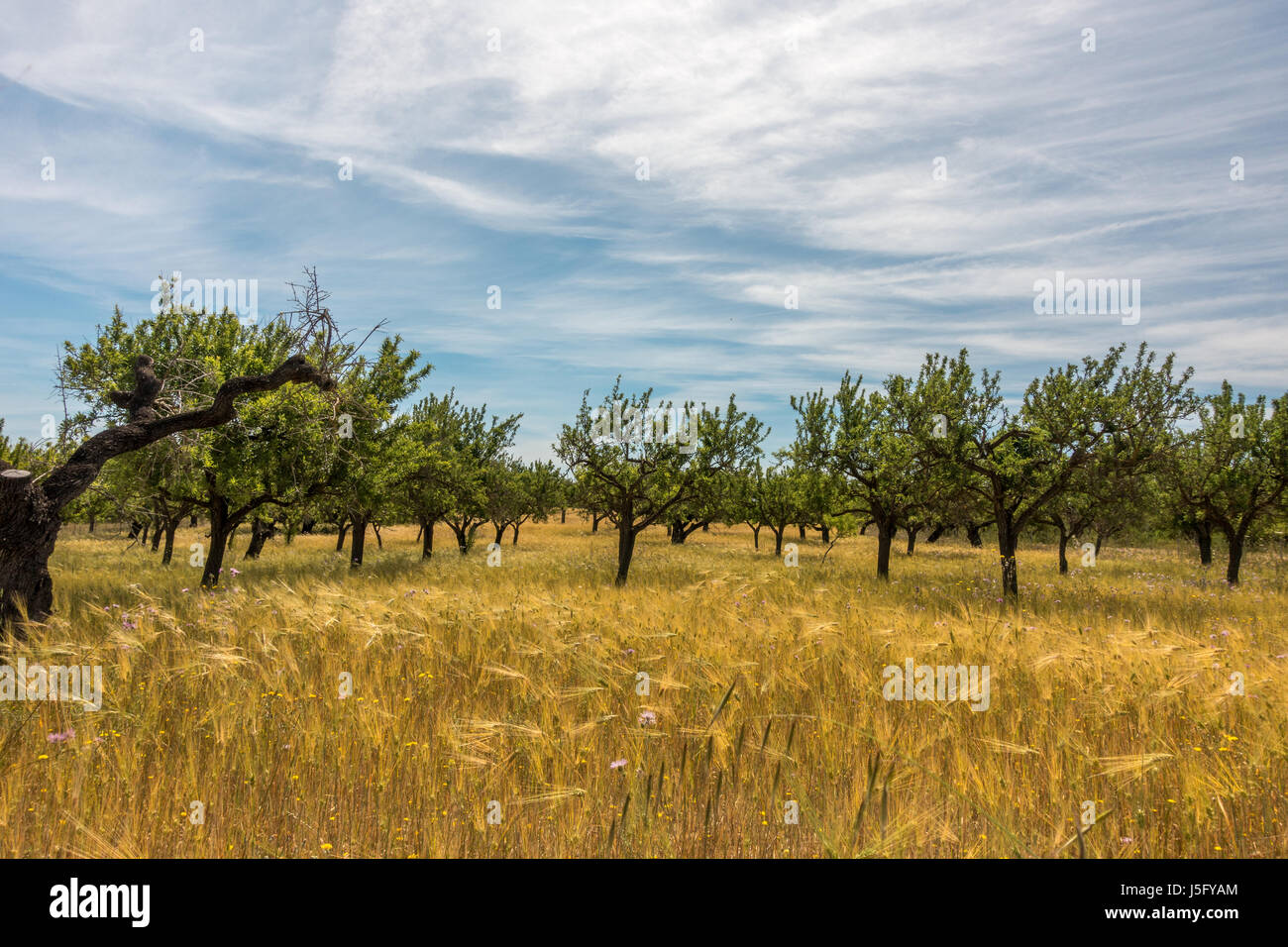 Farming in Mallorca with trees and cereals being grown, Majorca ...