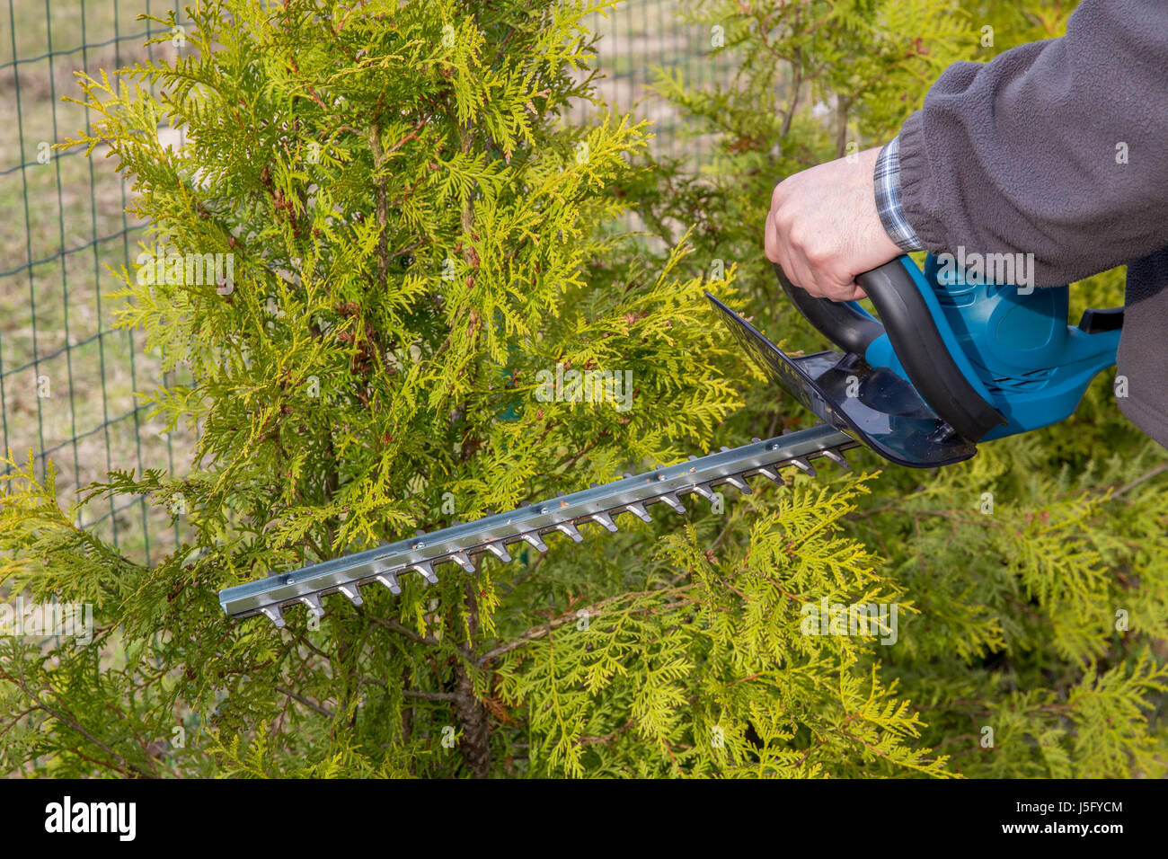 Hedge trimming, works in a garden Stock Photo - Alamy