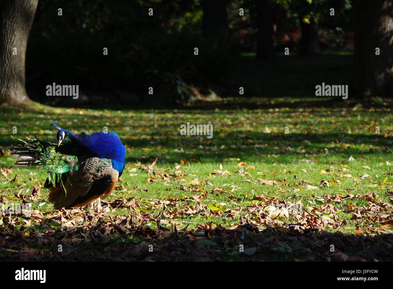 Beacon hill park hi-res stock photography and images - Alamy