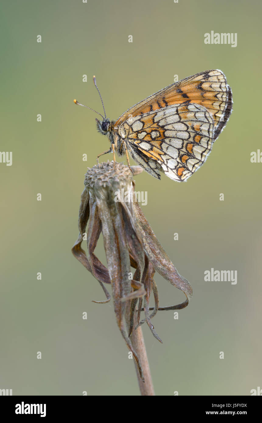 Heath Fritillary - Melitaea athalia Stock Photo - Alamy