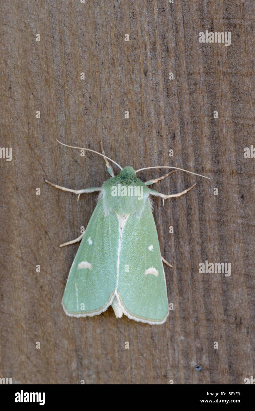 Burren Green - Calamia tridens Stock Photo - Alamy