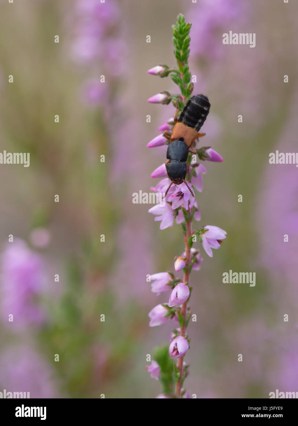 Rove Beetle - Platydracus stercorarius Stock Photo - Alamy