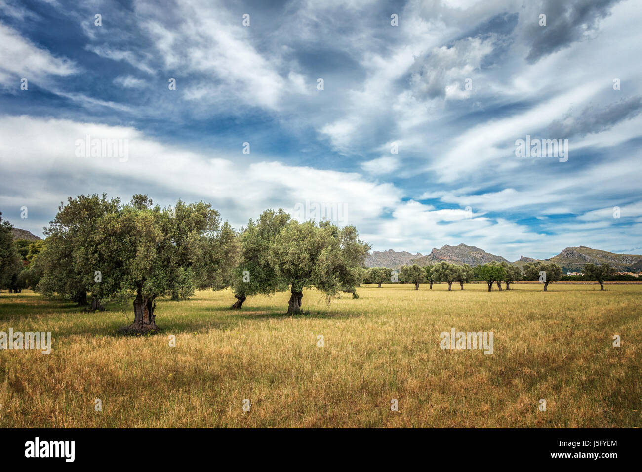 Old olive trees in a field in north Mallorca with a mountain backdrop ...