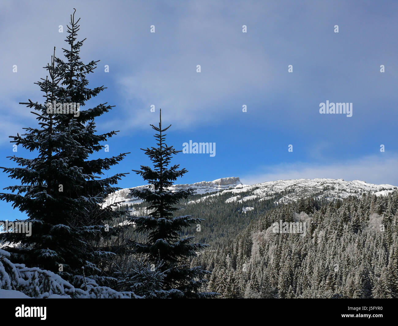winter romantic snowy firs conifer forest wintry snow alone lonely ...