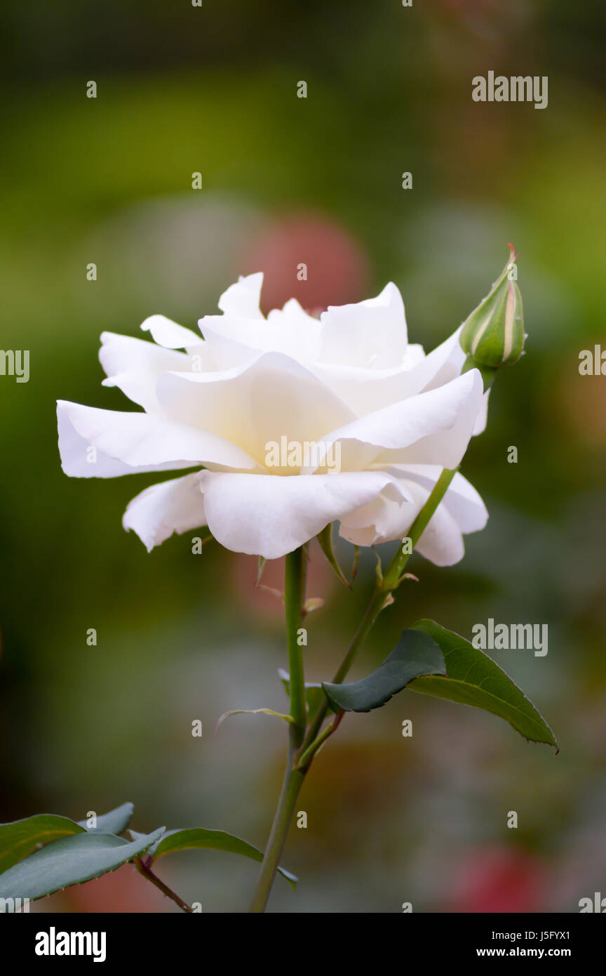 Rose garden party background hi-res stock photography and images - Alamy