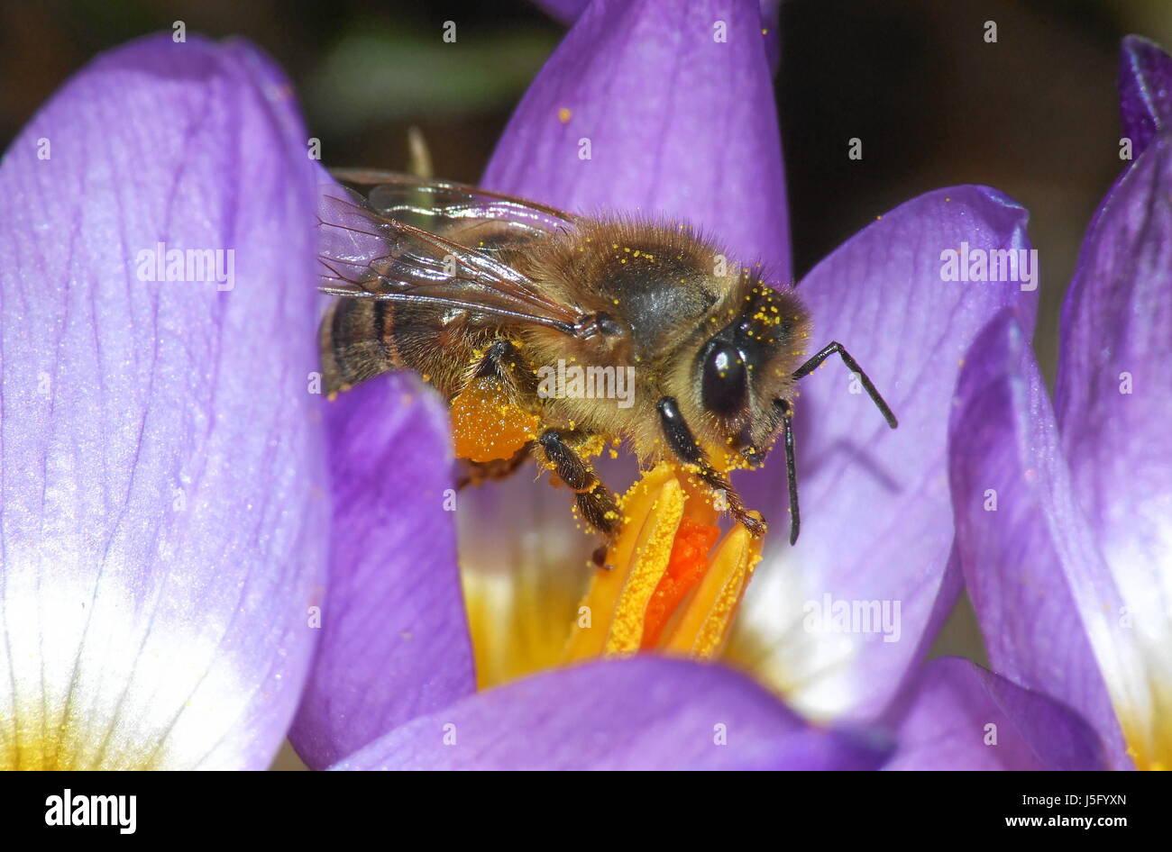 Pollensammler hi-res stock photography and images - Alamy