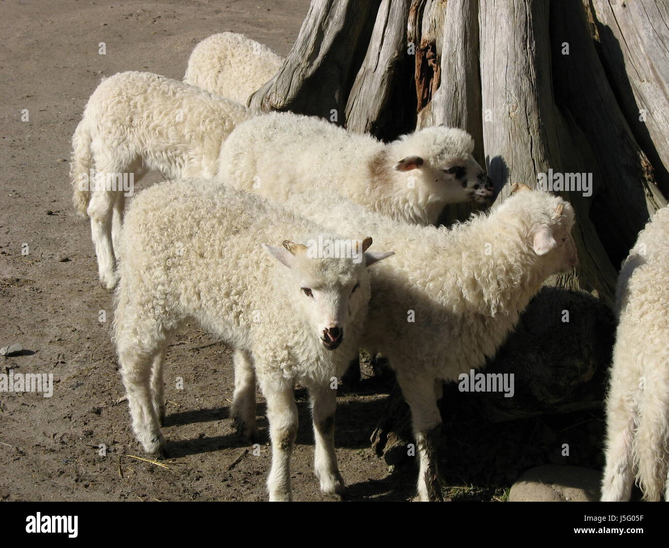 Tumult hi-res stock photography and images - Alamy