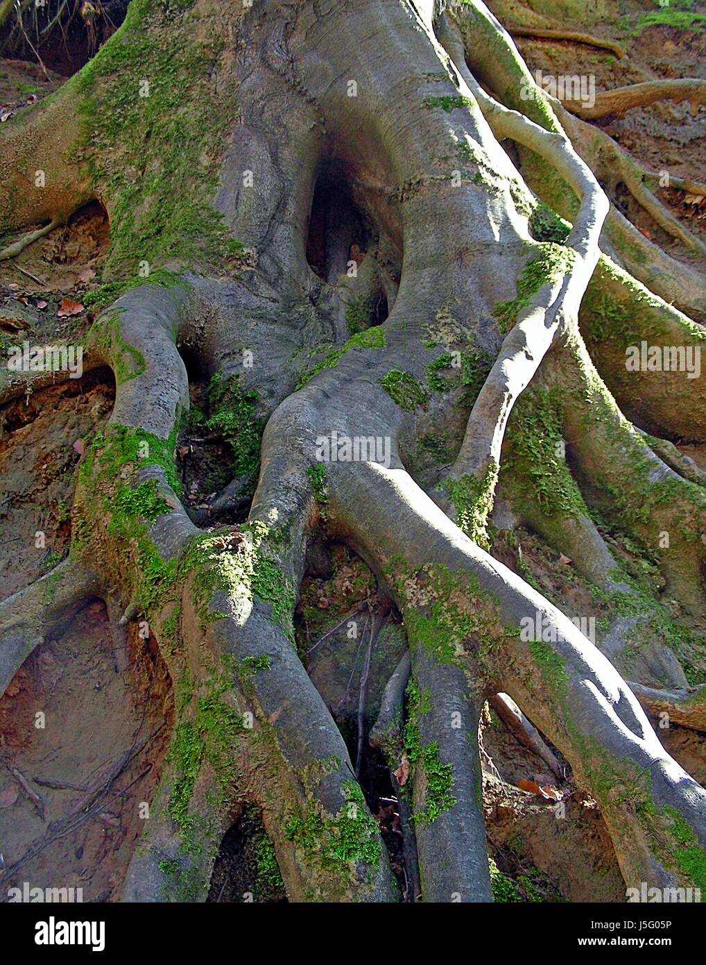 Re rooted hi-res stock photography and images - Alamy
