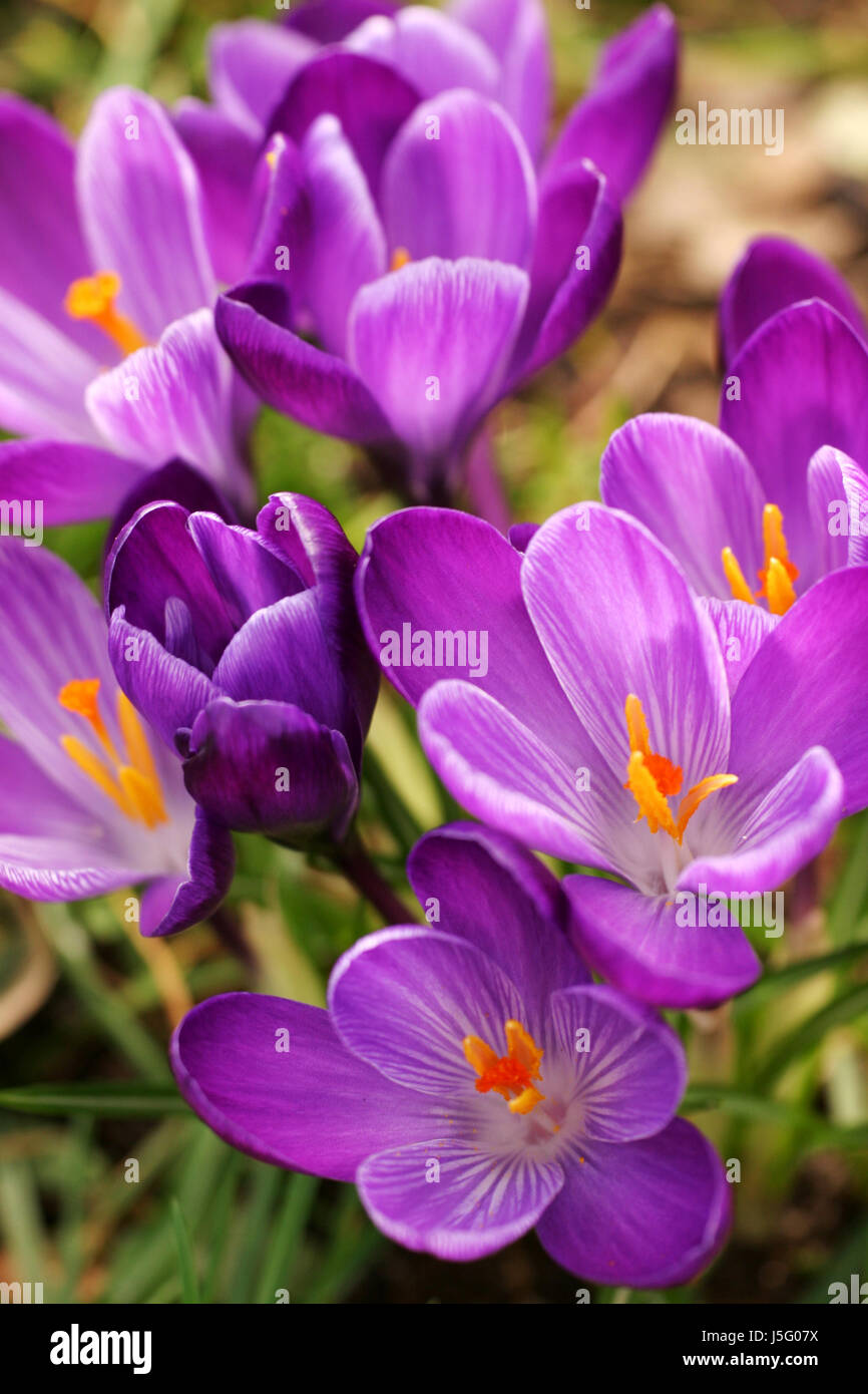 Section crocus hi-res stock photography and images - Alamy