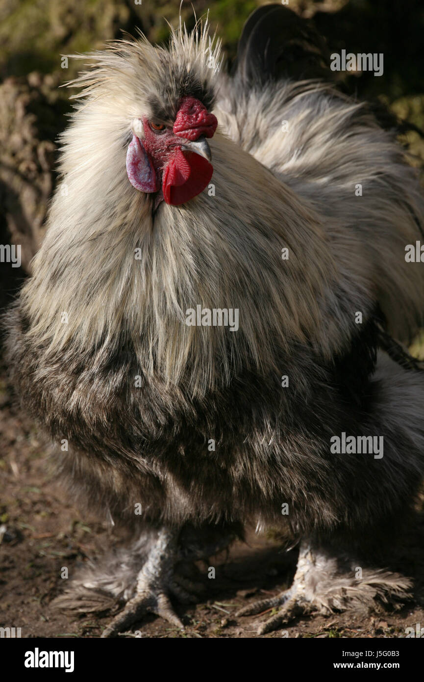 animal bird agriculture farming birds feathers poultry farm animal ...