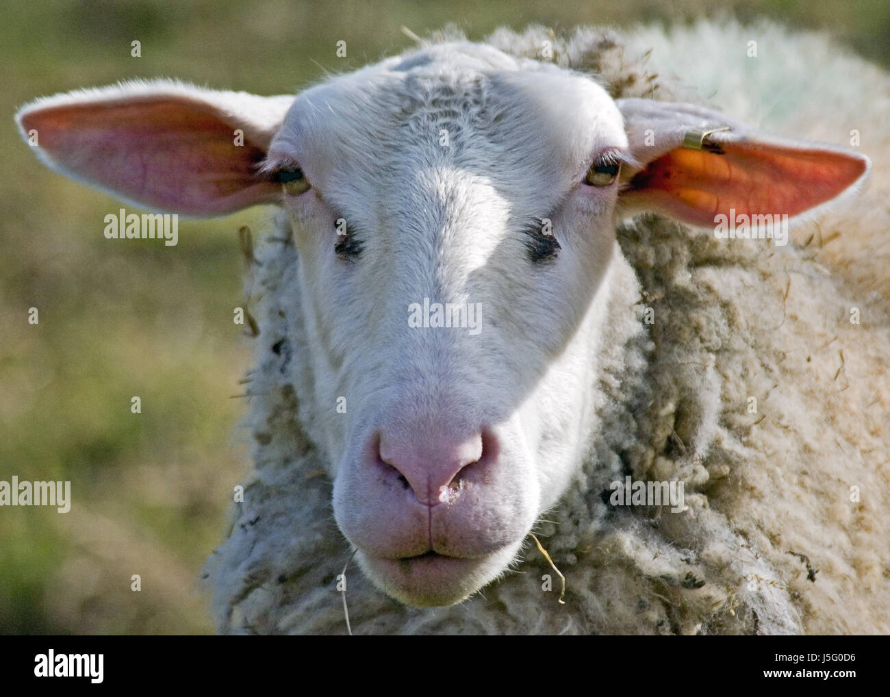 Blockhead animal hi-res stock photography and images - Alamy