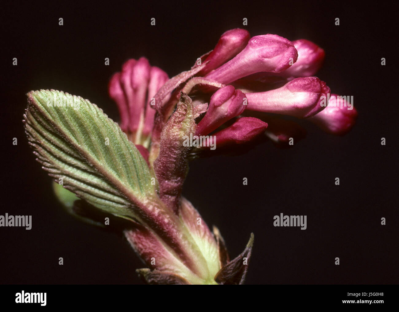 Viburnum grandiflorum hi-res stock photography and images - Alamy